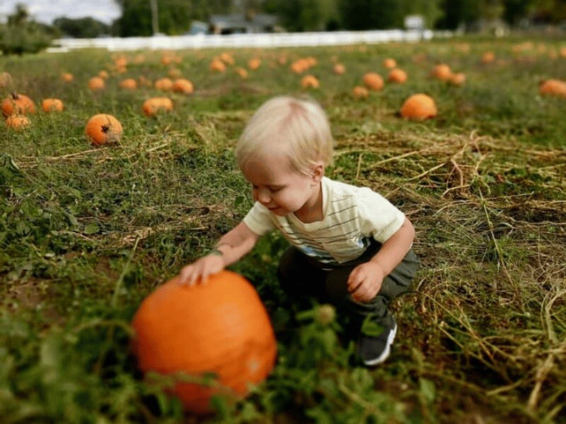 SW Michigan Pumpkin Patches Guide: 20 Spots for Carve-Worthy Pumpkins ...